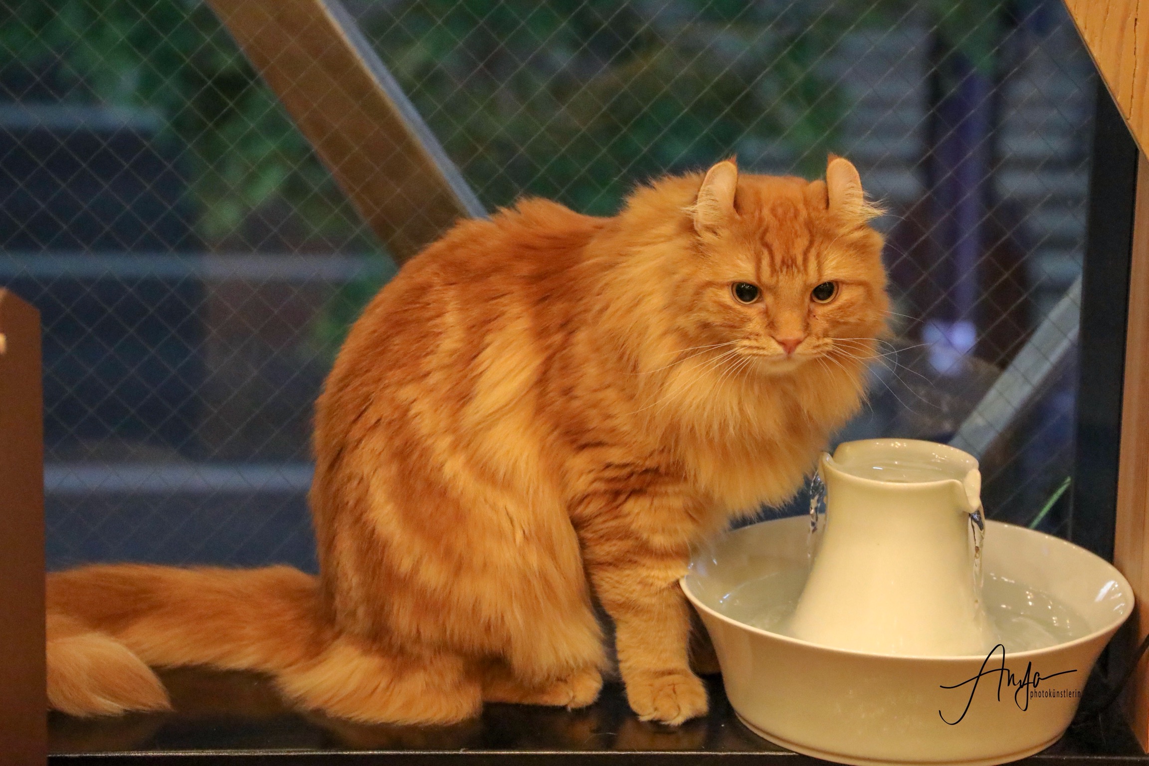 Mocha Cat Café. Take a break, with Japanese Cats! – RANDOM Times