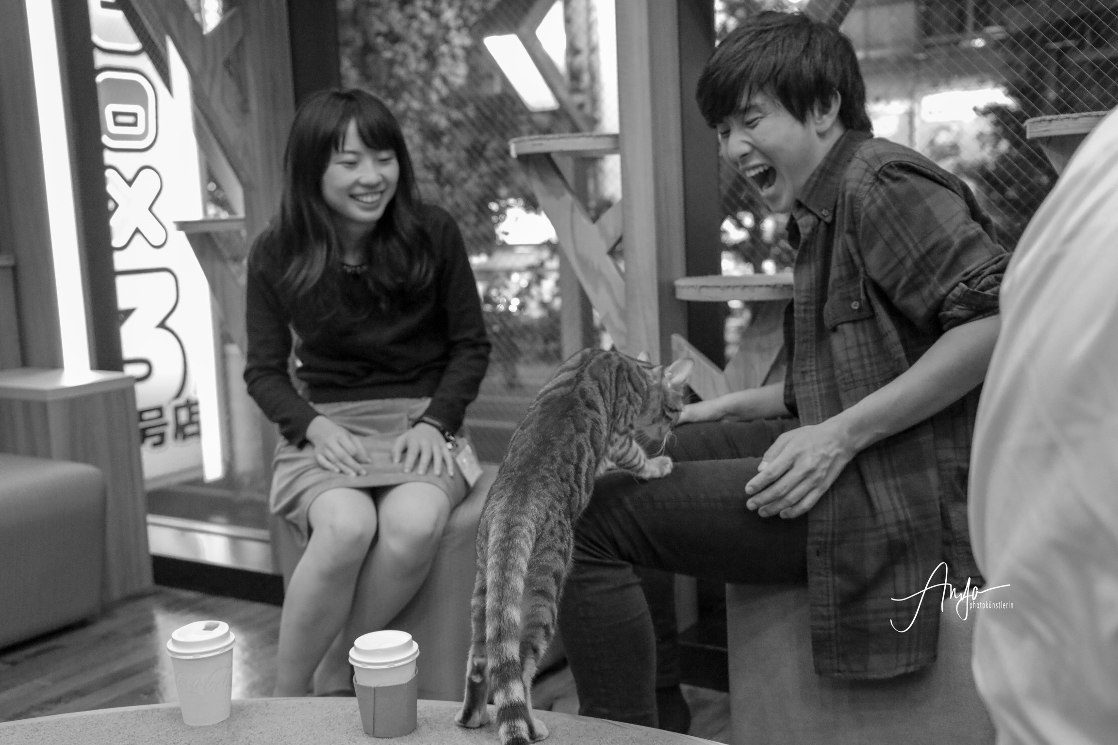 Mocha Cat Café. Take a break, with Japanese Cats! – RANDOM Times