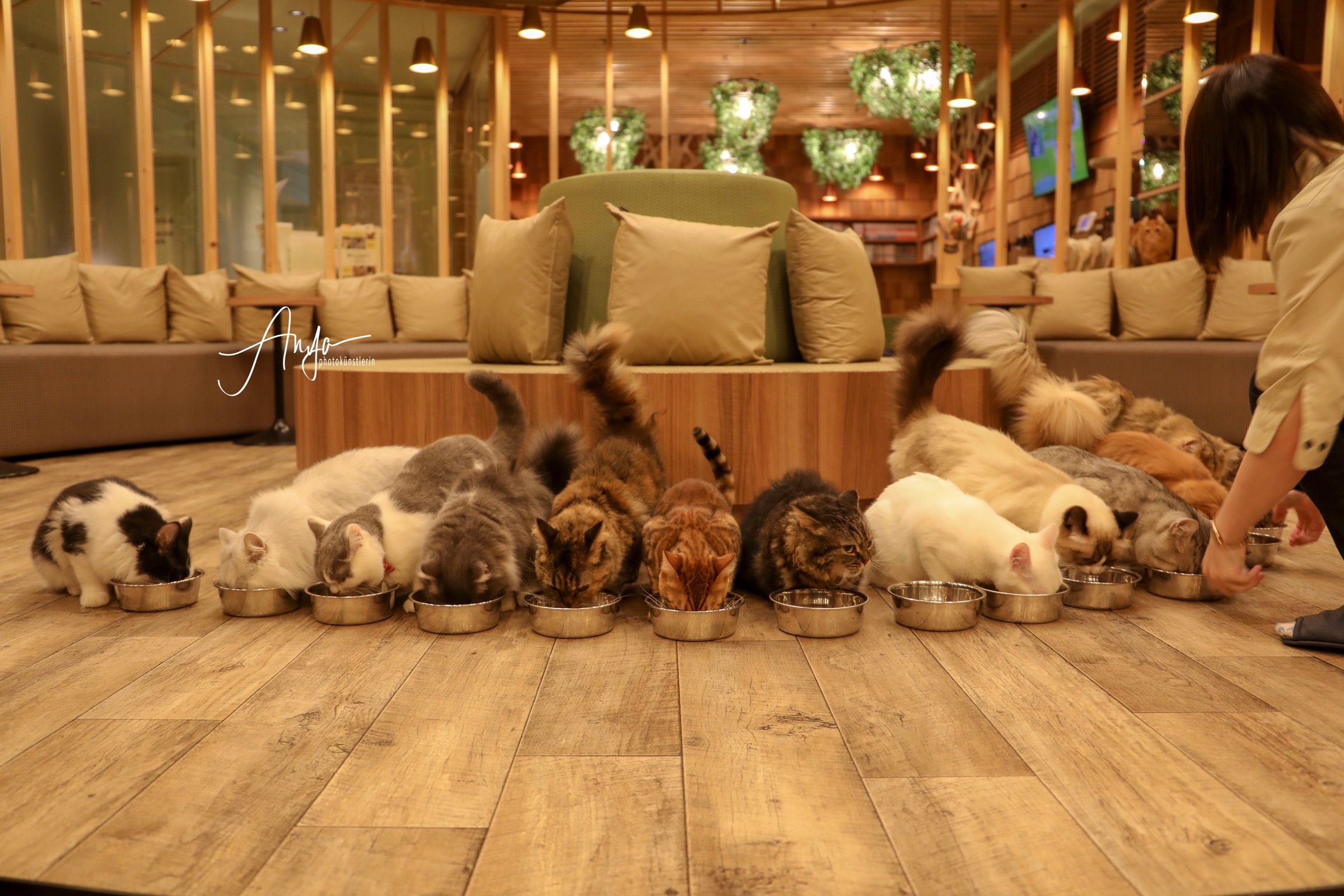 Mocha Cat Café. Take a break, with Japanese Cats! – RANDOM Times